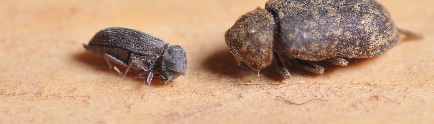 Houtworm bestrijden - Hoekstra Bedrijfshygiëne - houtworm in het hout?