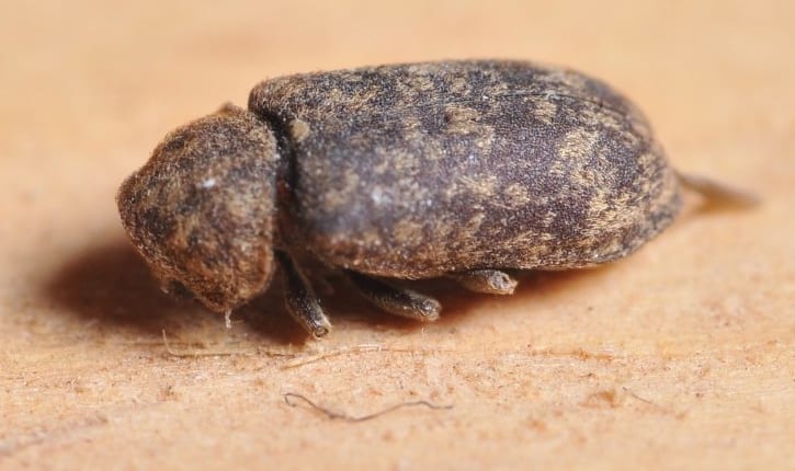 Bonte knaagkever - Hoekstra Bedrijfshygiëne - grote houtwormkever